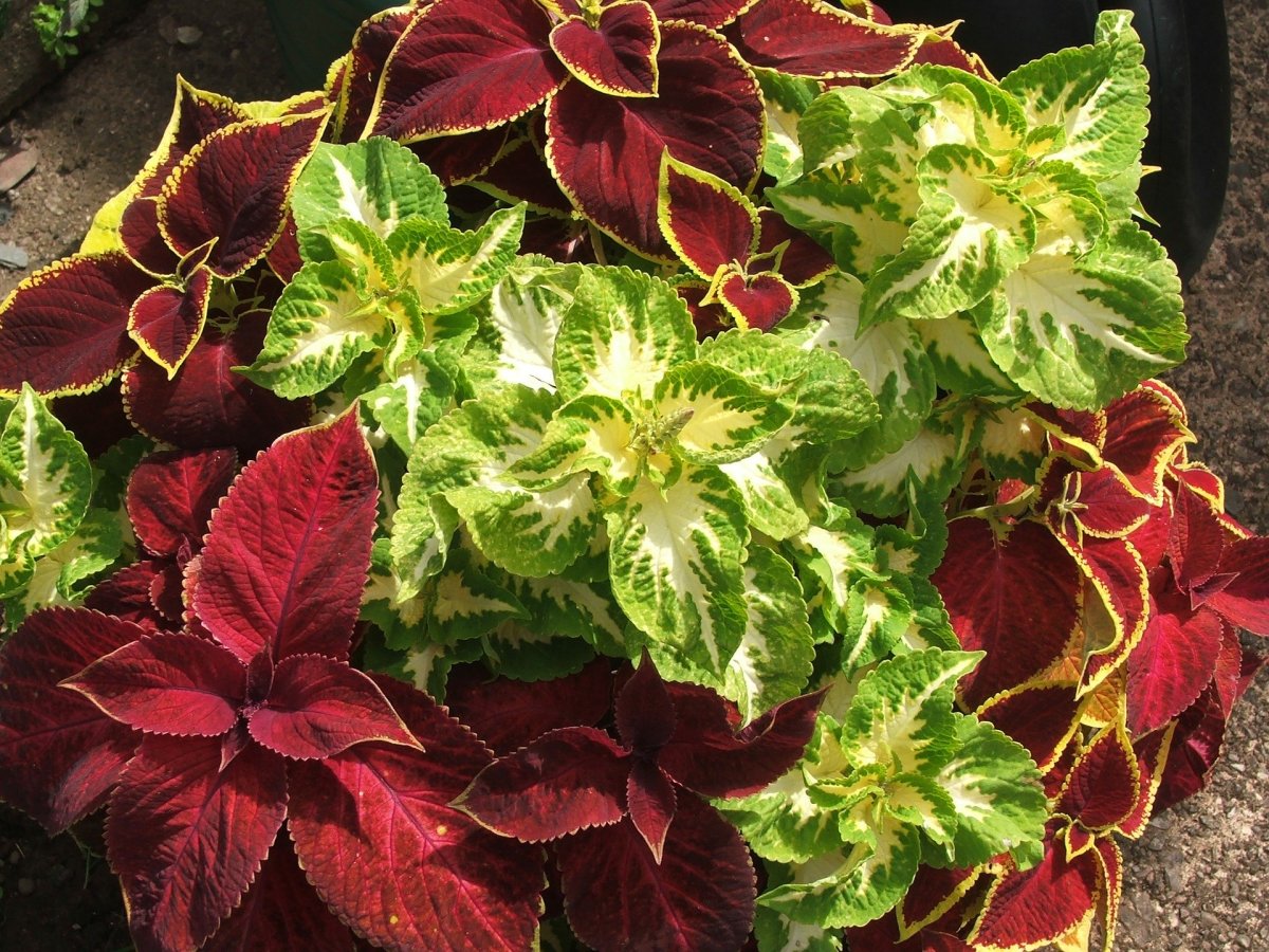 How to Care for the Coleus Plant - Dengarden