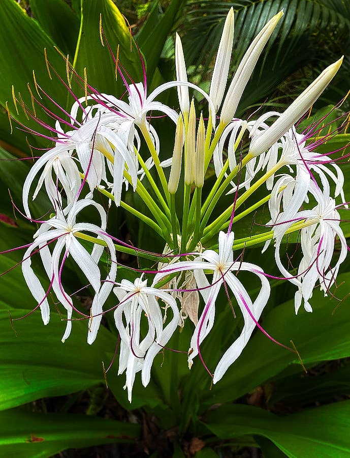 14 Easy-to-Grow Fragrant Tropical Flowers - Dengarden