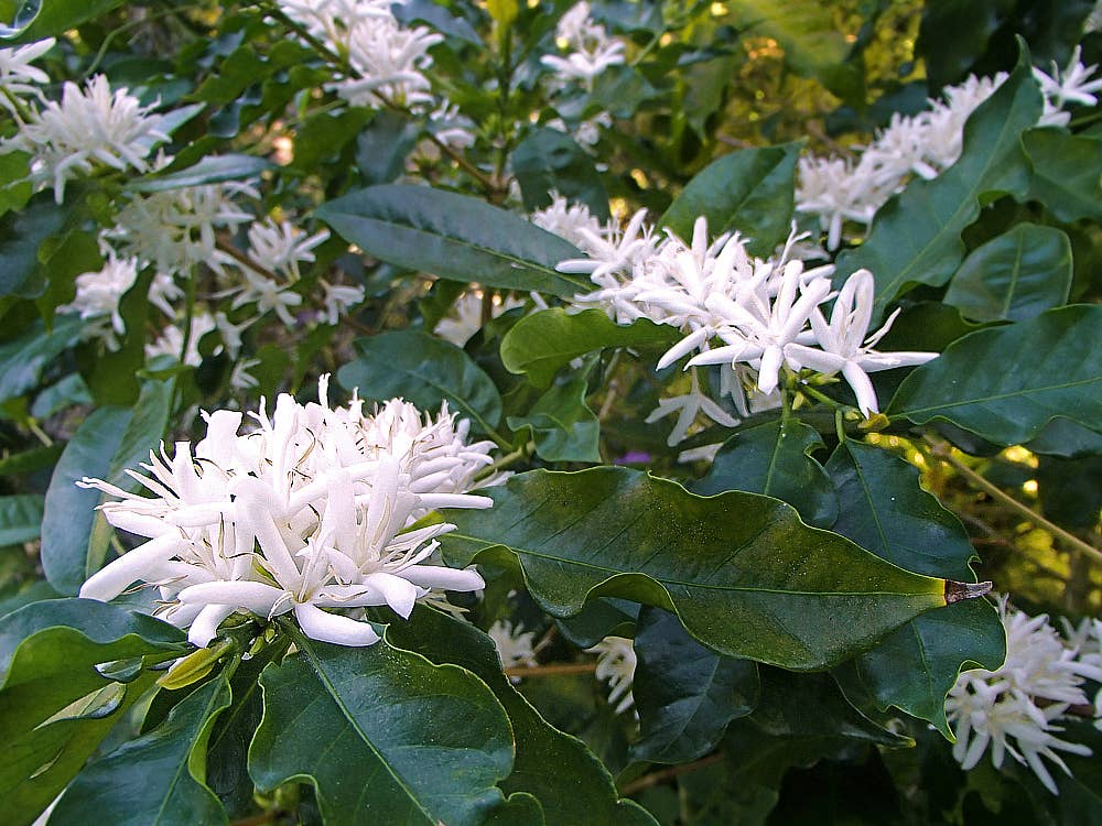 14 Easy-to-Grow Fragrant Tropical Flowers - Dengarden