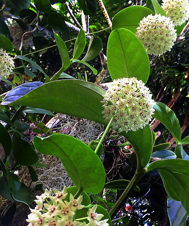 14 Easy-to-Grow Fragrant Tropical Flowers - Dengarden