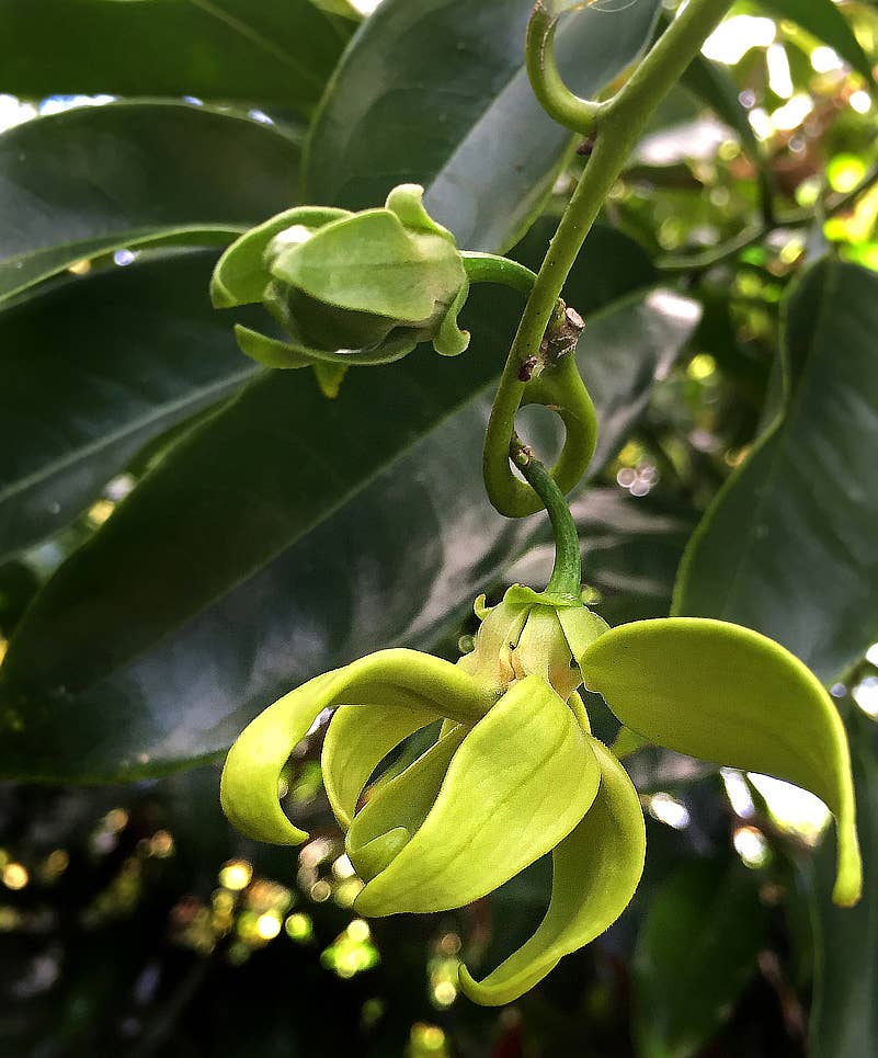 14 Easy-to-Grow Fragrant Tropical Flowers - Dengarden