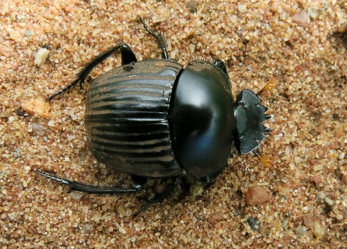 The Many Uses of Cow Dung: A Natural and Renewable Resource - Dengarden