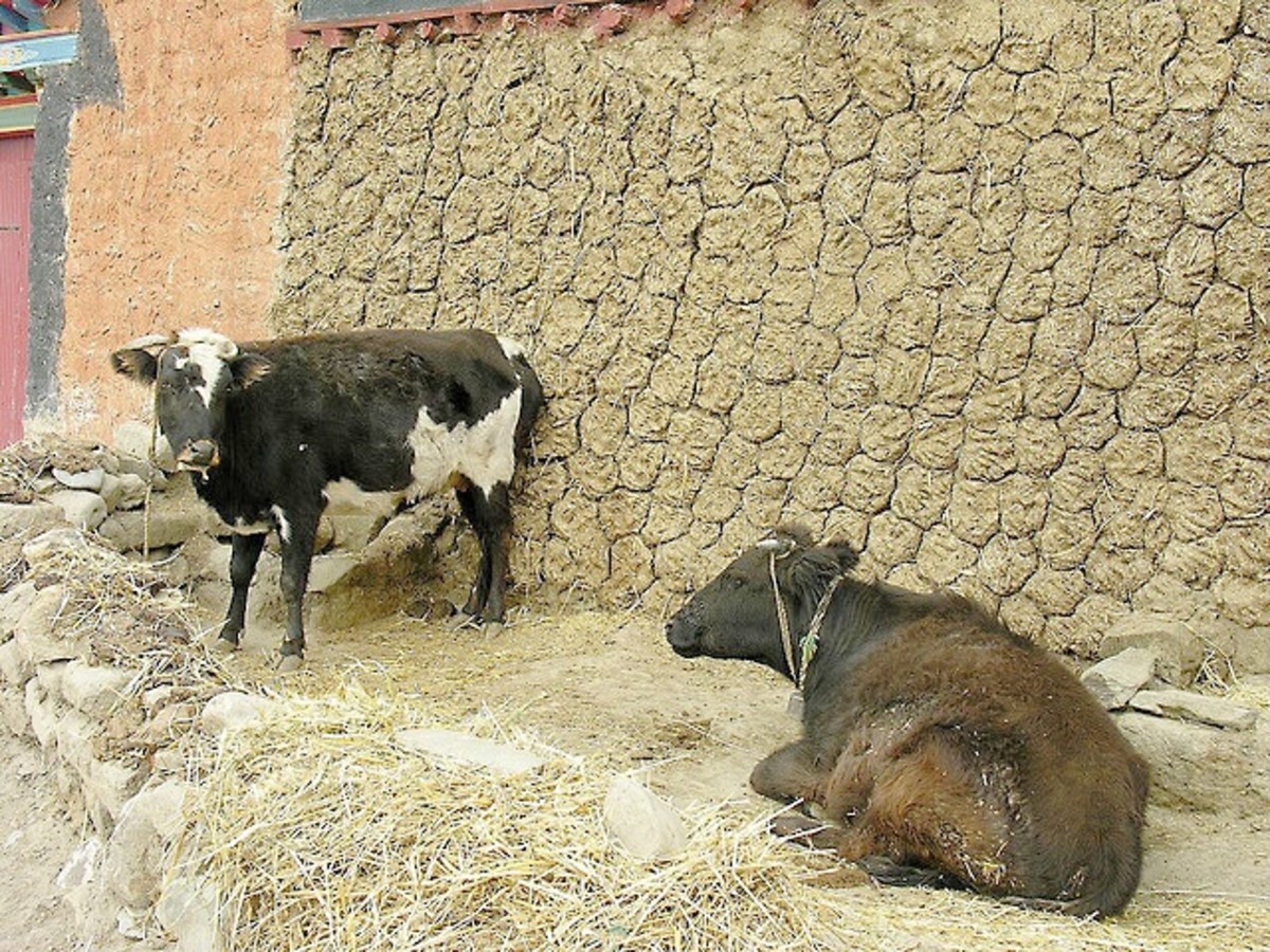 The Many Uses of Cow Dung: A Natural and Renewable Resource - Dengarden