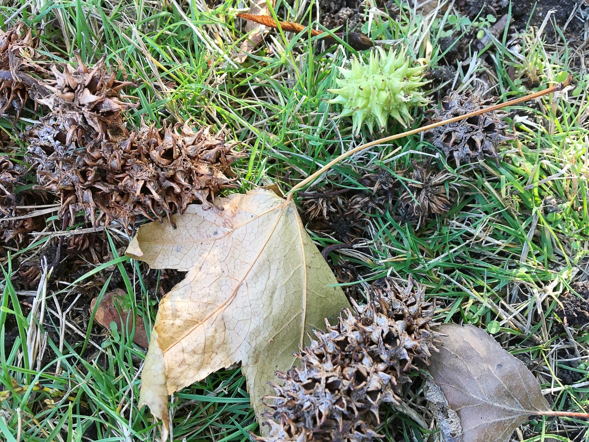 American Sweet Gum Tree: An Attractive Plant With Spiky Fruits - Dengarden