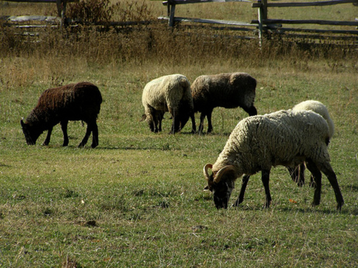 Rare and Endangered Sheep Breeds - Dengarden