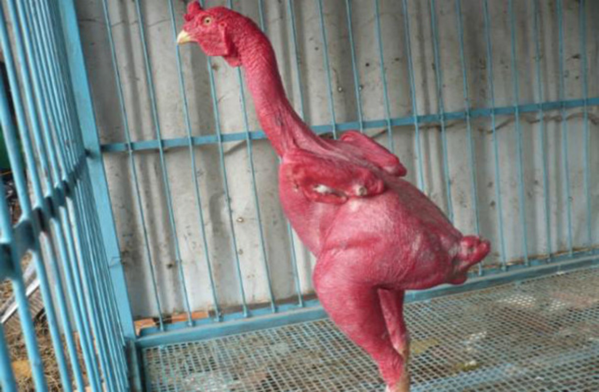 Advantages and Disadvantages of Featherless (Naked) Chickens - Dengarden