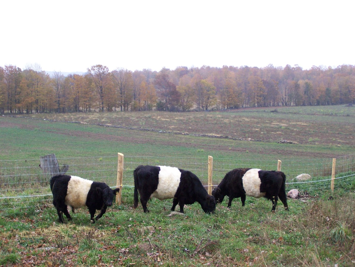 Belted Galloway Heritage Breed Cattle: 10 Reasons to Raise Them for ...