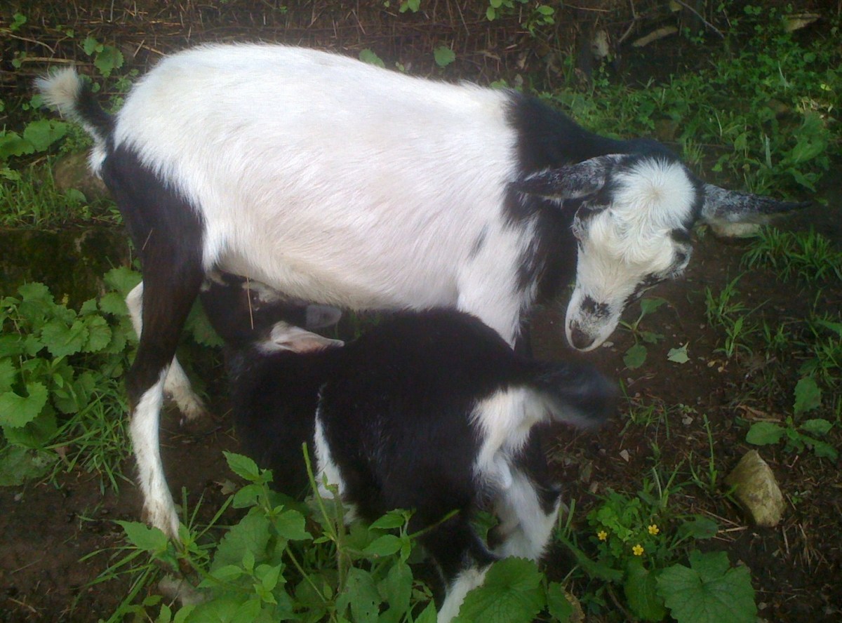 The Amazing Mini-Alpine Goats - Dengarden