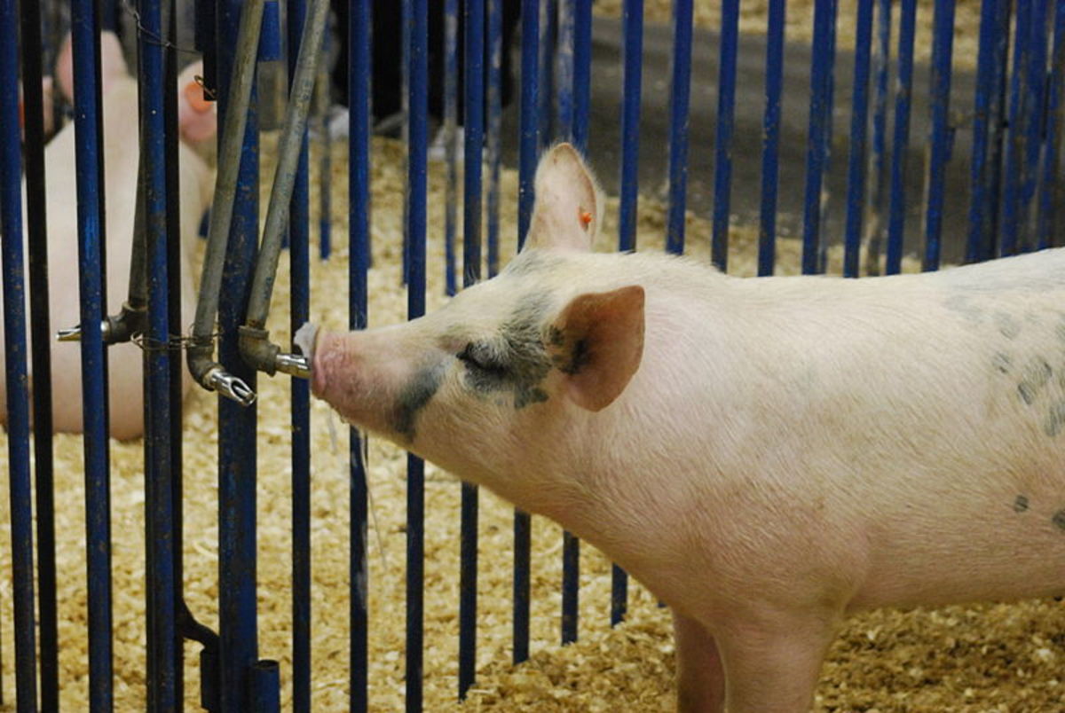 How to Build a Pigpen: Essential Elements of Hog Pens - Dengarden