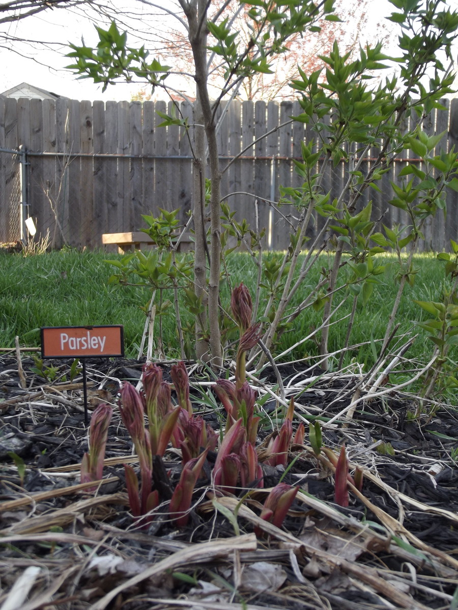 How to Propagate a Lilac Bush - Dengarden