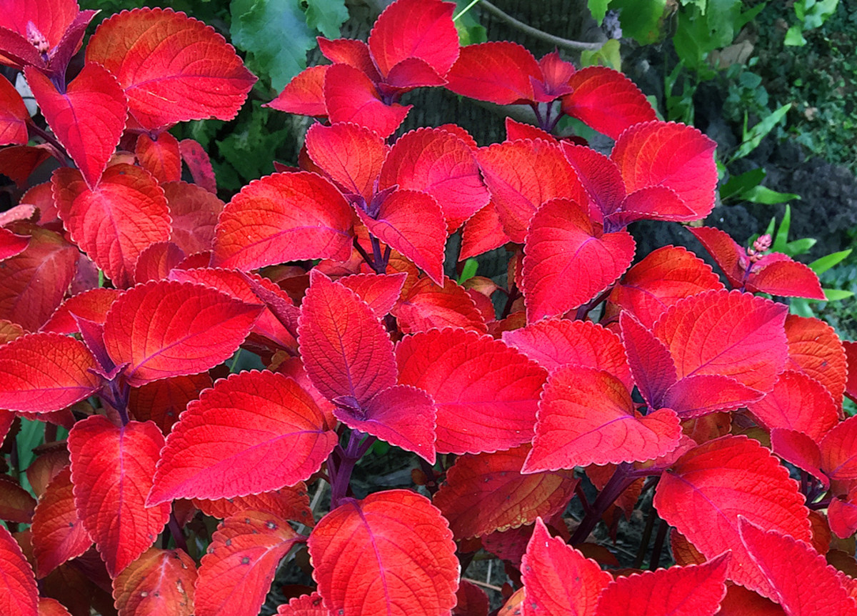 10 Spectacular Red Leaf Plants for Your Garden - Dengarden
