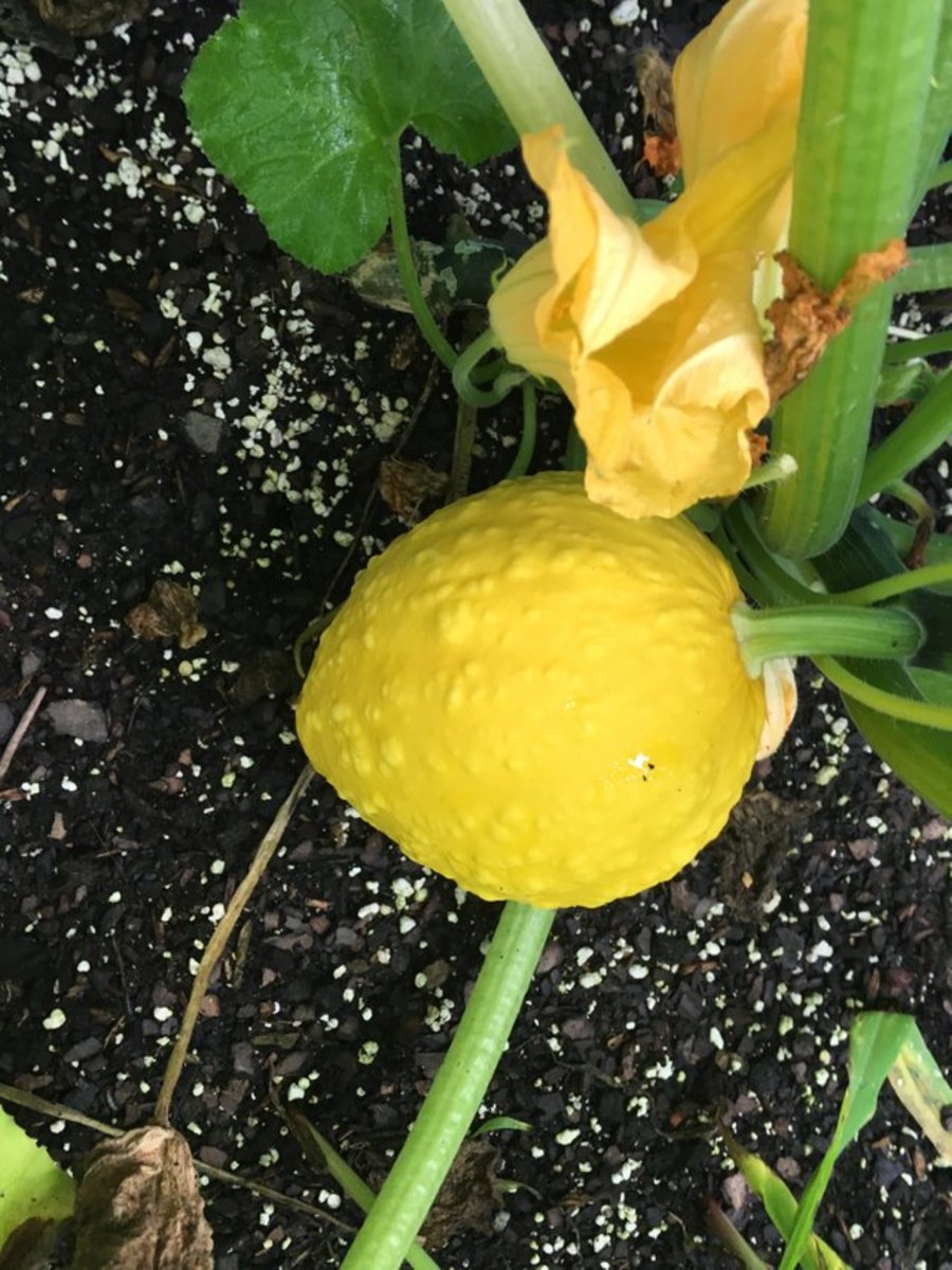 How to Grow Squash-Pumpkin Hybrids - Dengarden