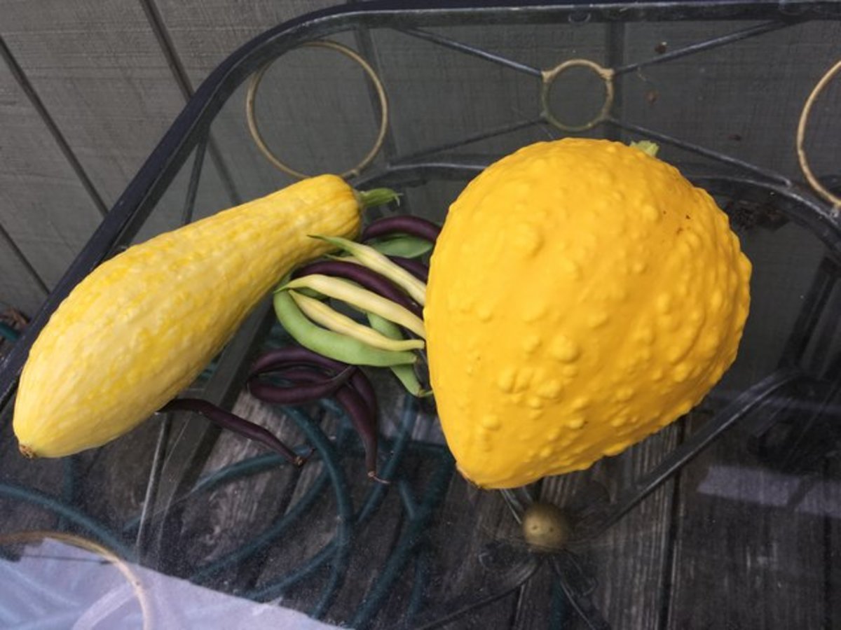 How to Grow Squash-Pumpkin Hybrids - Dengarden