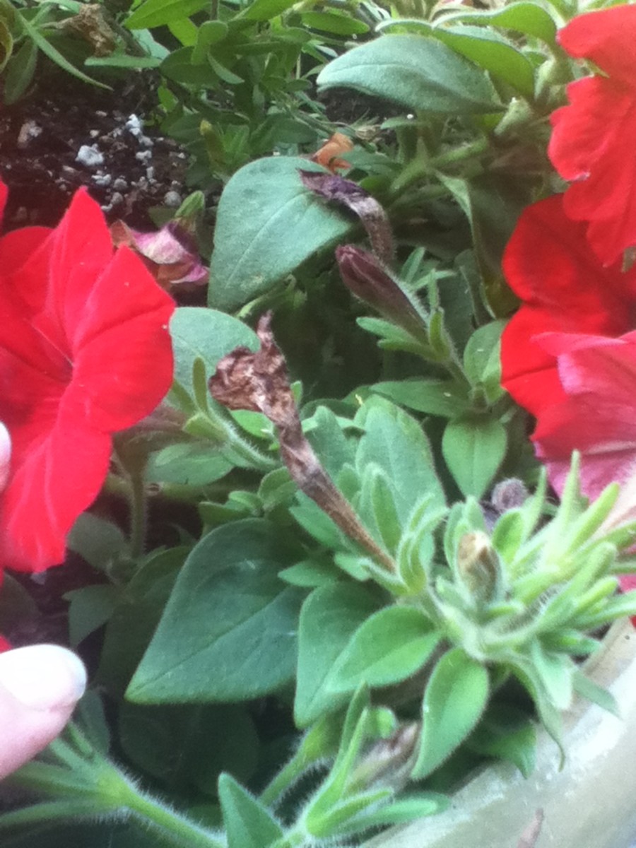 How to Prune and Trim Petunias Properly: A Short Tutorial - Dengarden
