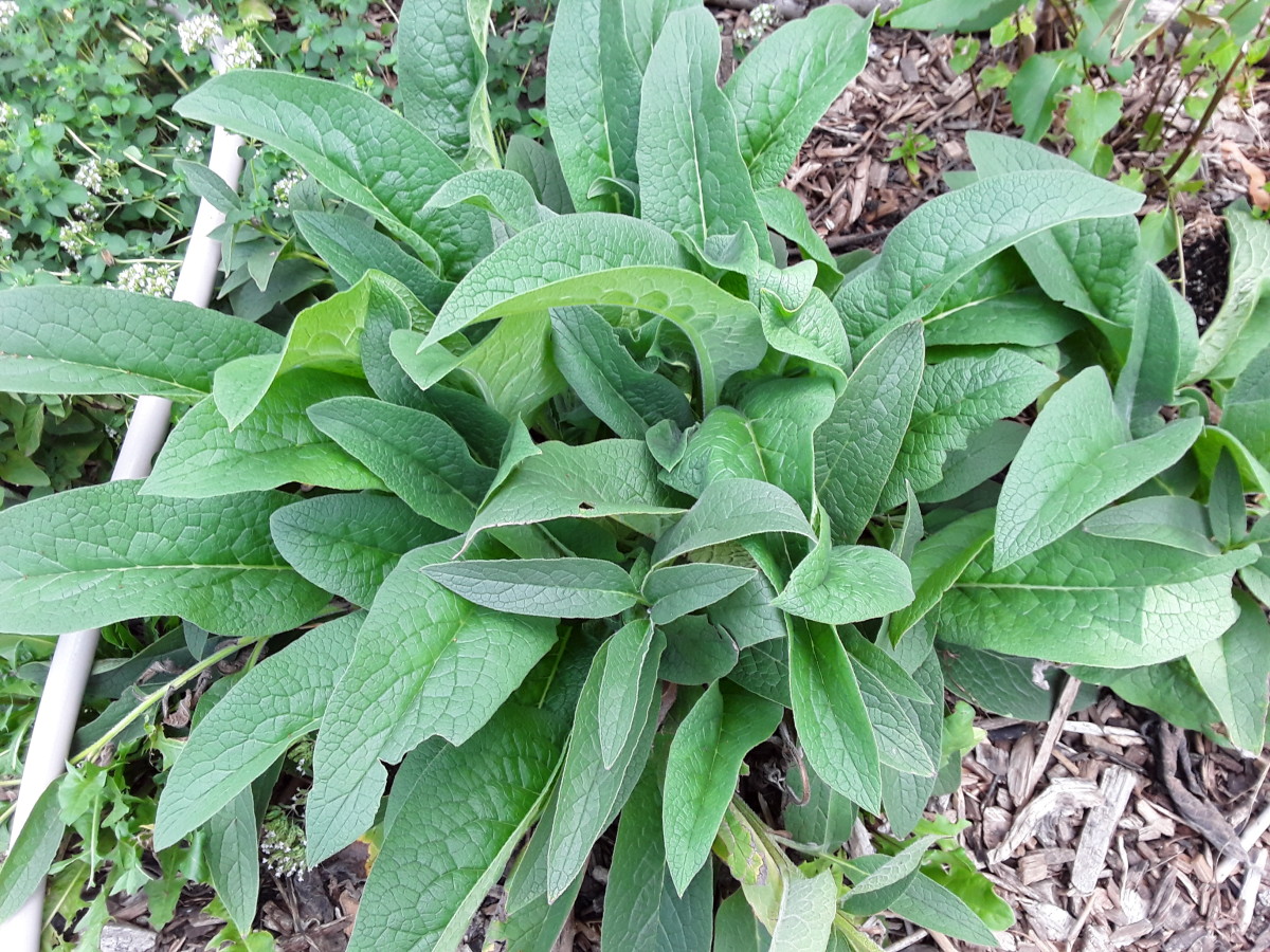 How to Propagate and Grow Comfrey: Easy and Rewarding - Dengarden