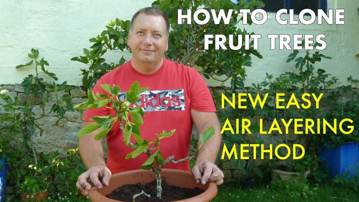 How to Clone Fruit Trees With the Air Layering Method - Dengarden