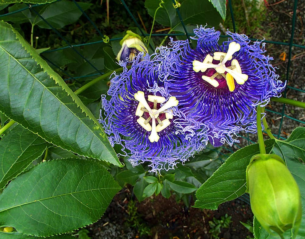 14 Easy-to-Grow Fragrant Tropical Flowers - Dengarden