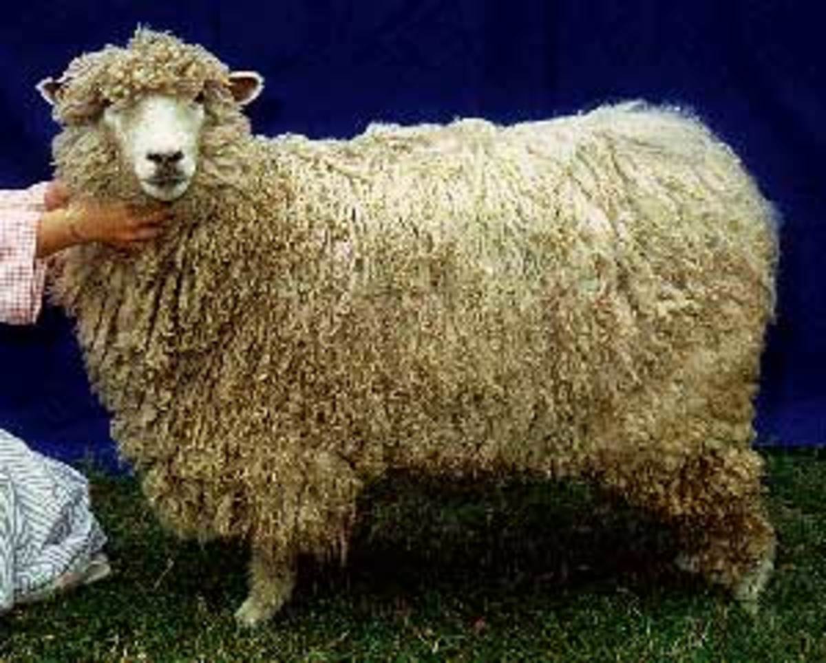 Rare and Endangered Sheep Breeds - Dengarden