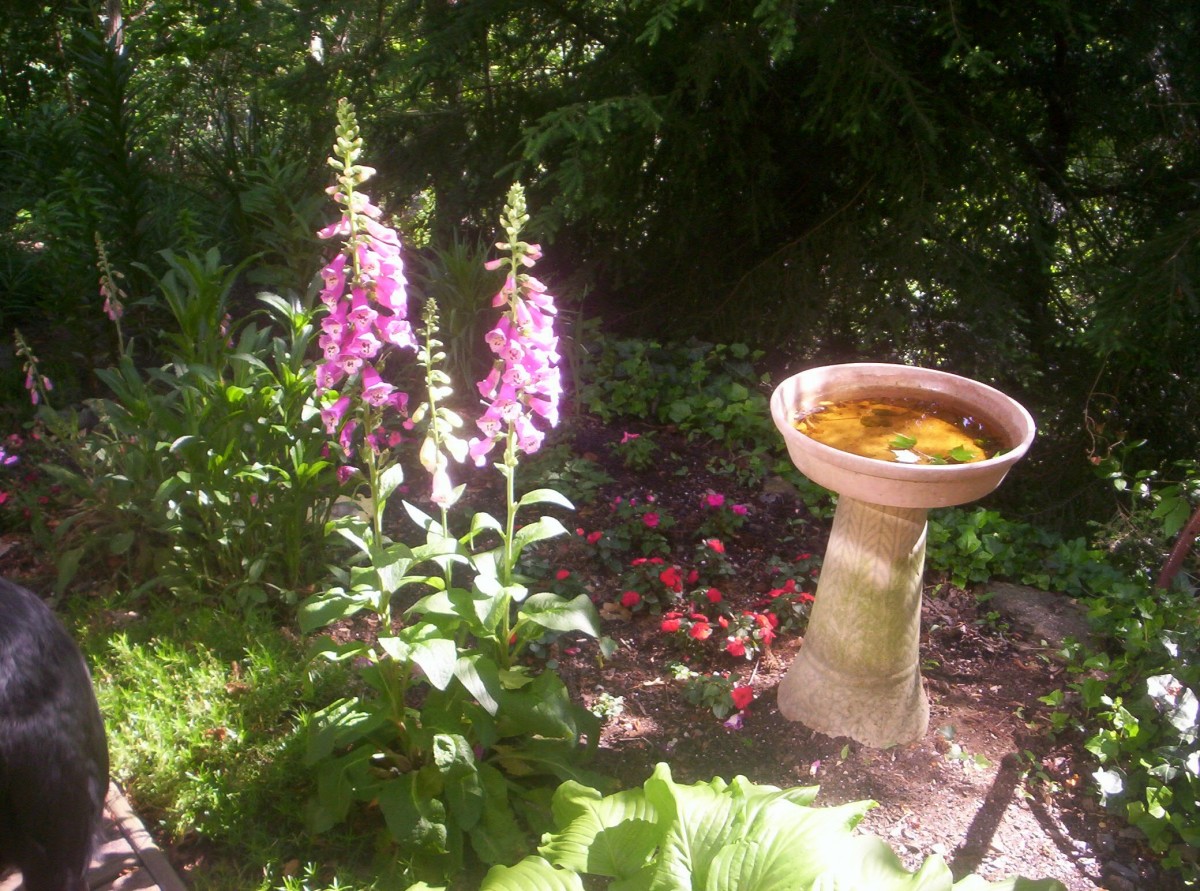 Top 10 Gardening Forums, Chat Rooms, and Communities - Dengarden