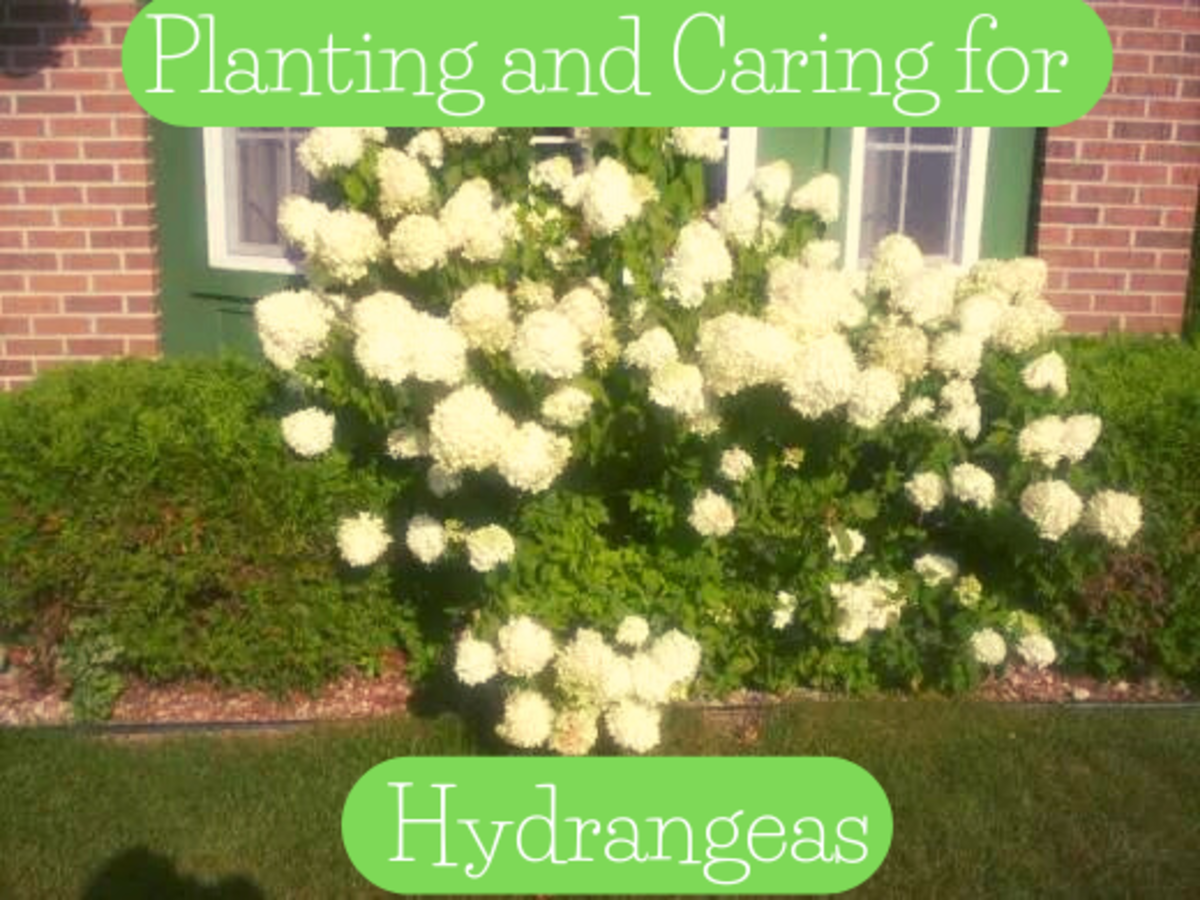 How to Plant and Care for Hydrangeas - Dengarden