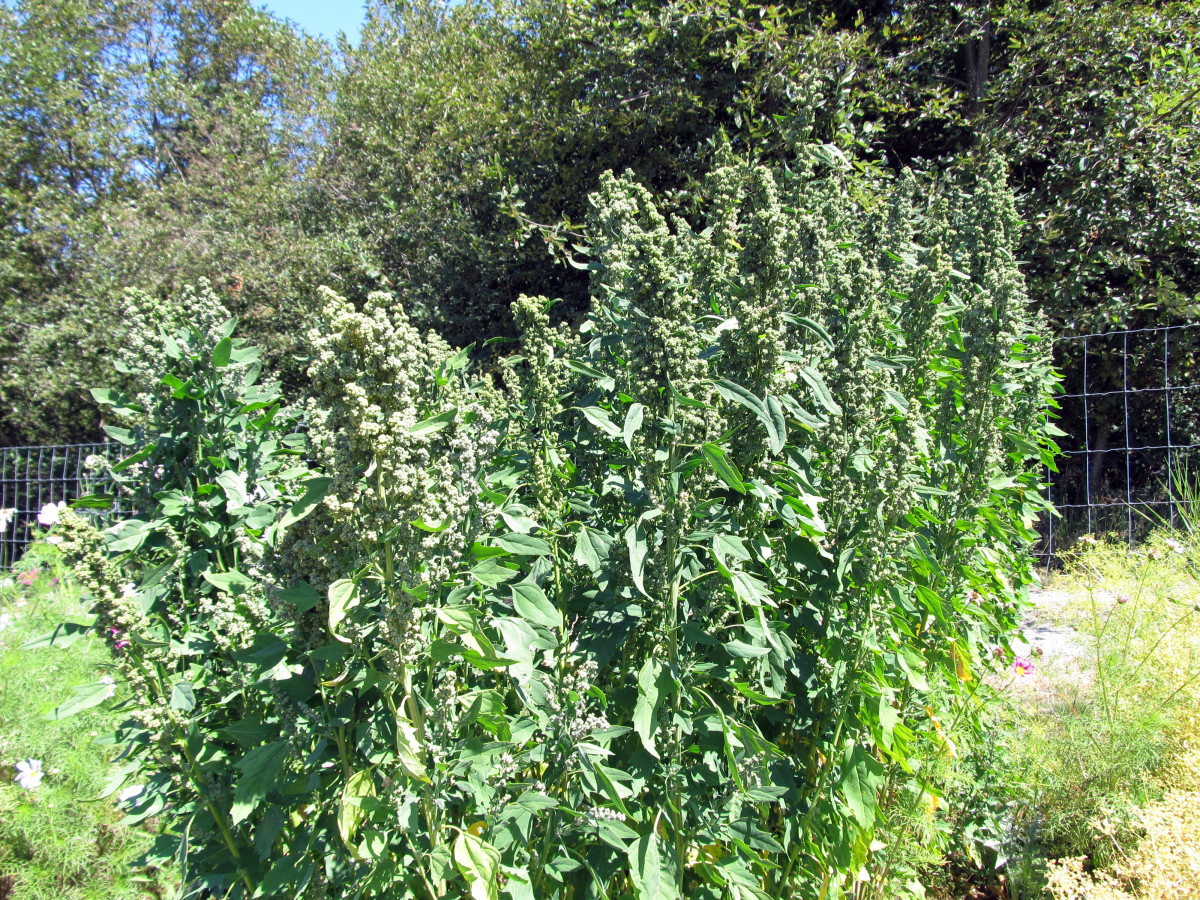 Garden Tips From the Micro Farm Project: How to Grow Quinoa - Dengarden