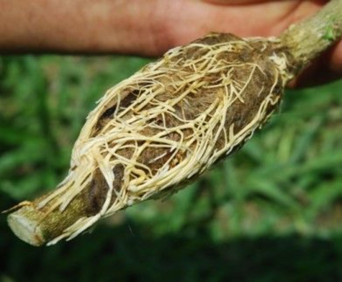 Air Layering: A Step-by-Step Guide - Dengarden