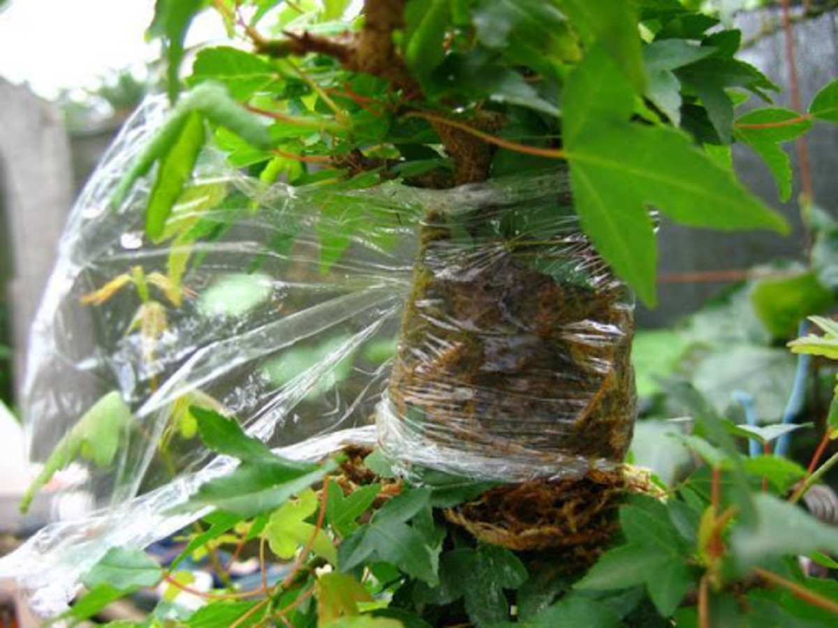 Air Layering: A Step-by-Step Guide - Dengarden