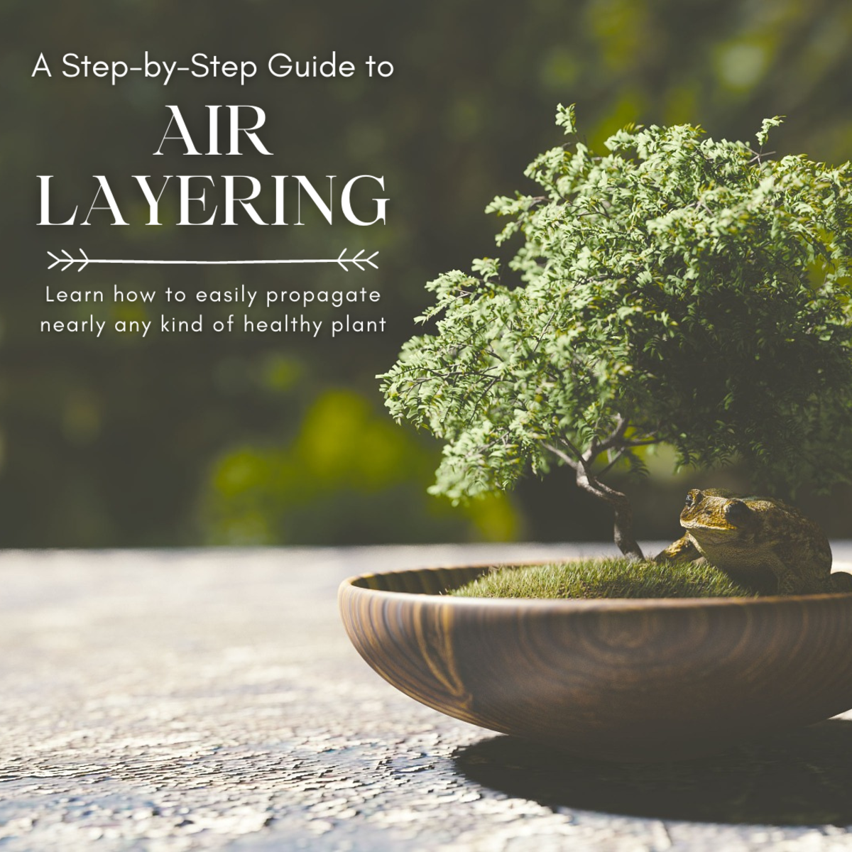 Air Layering: A Step-by-Step Guide - Dengarden