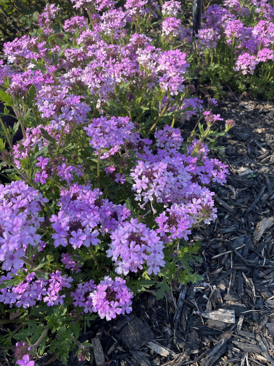 Verbena Types, Care, and Propagation - Dengarden