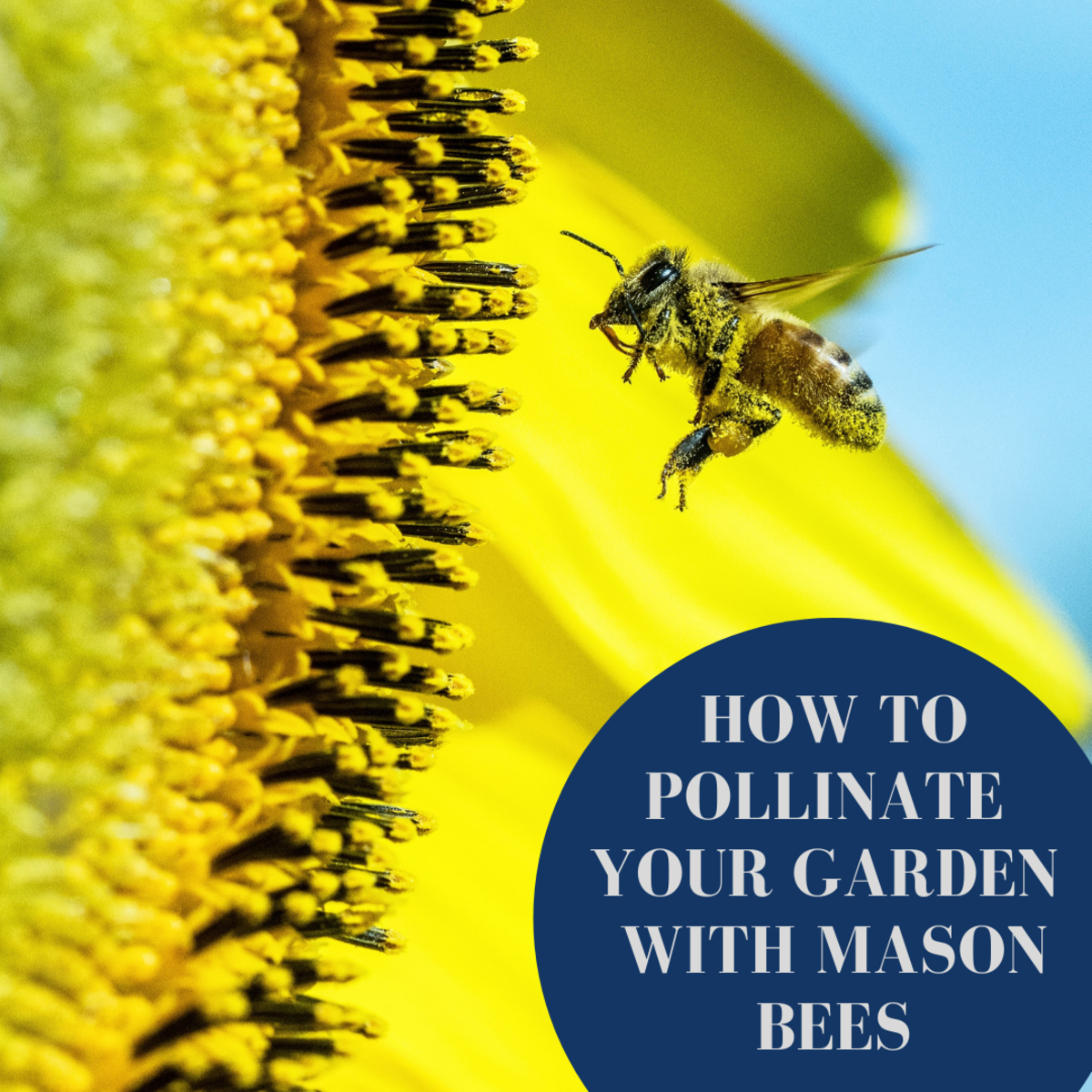 Pollinate Your Garden With Native (Mason) Bees - Dengarden