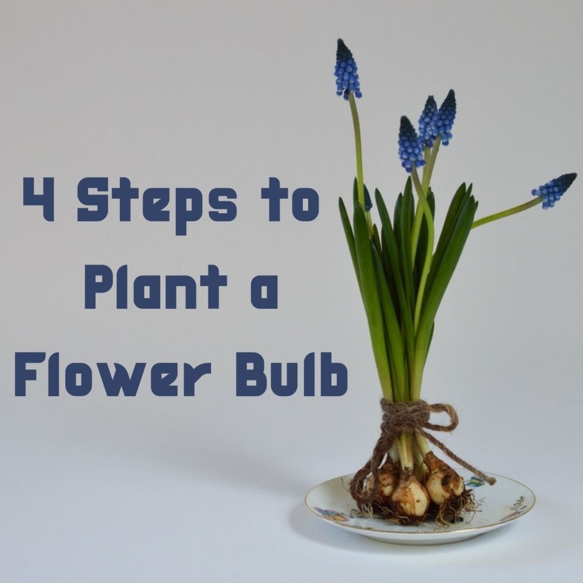 4 Easy Steps to Plant a Flower Bulb - Dengarden