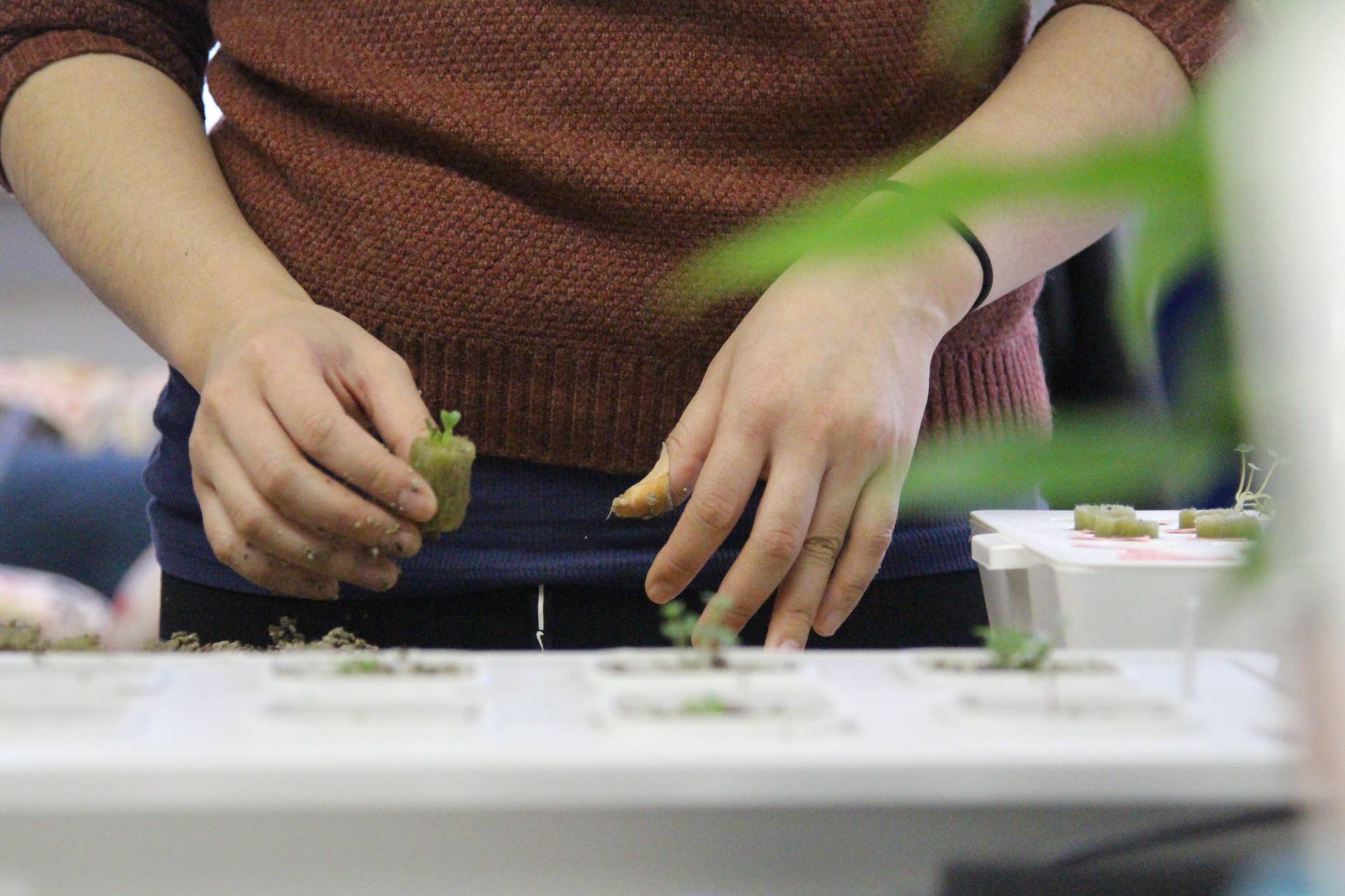 3 Fast-Growing Hydroponic Plants - Dengarden