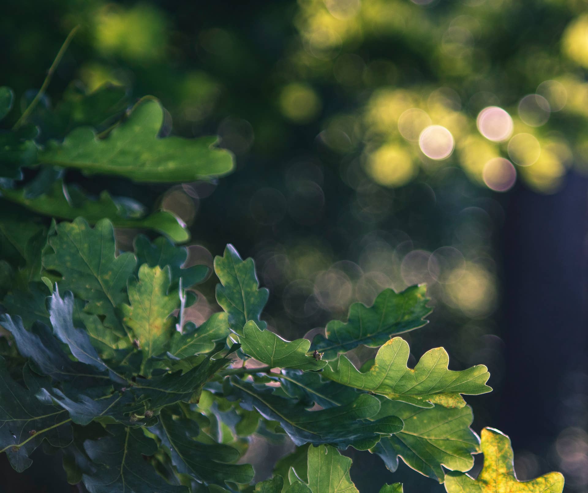 The 5 Fastest-Growing Oak Trees - Dengarden
