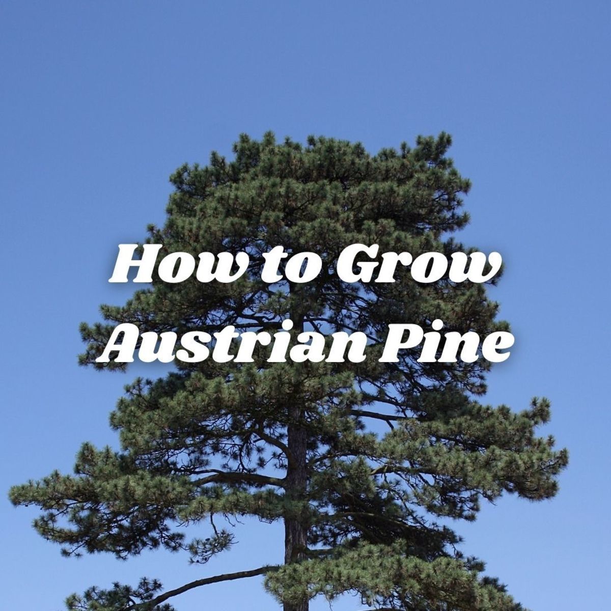 How to Grow Austrian Pine ("Pinus nigra") - Dengarden