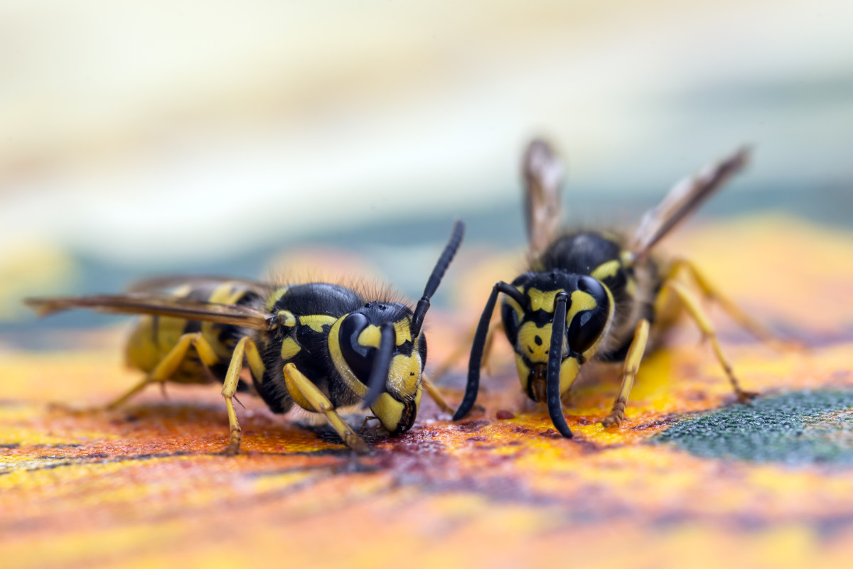 How to Turn a Two-Liter Pop Bottle Into Your Own Killer Wasp and Hornet ...