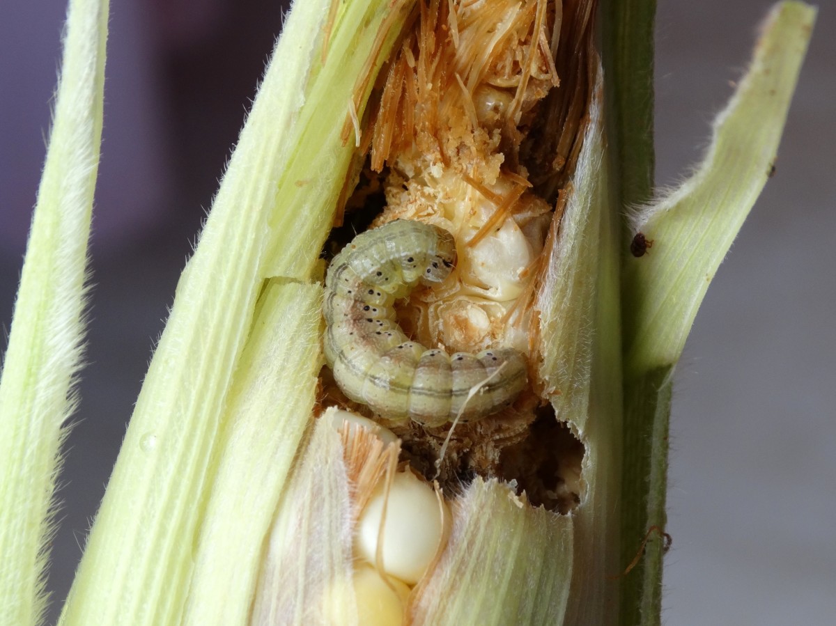4 Ways to Control Corn Earworms in Your Garden Naturally - Dengarden