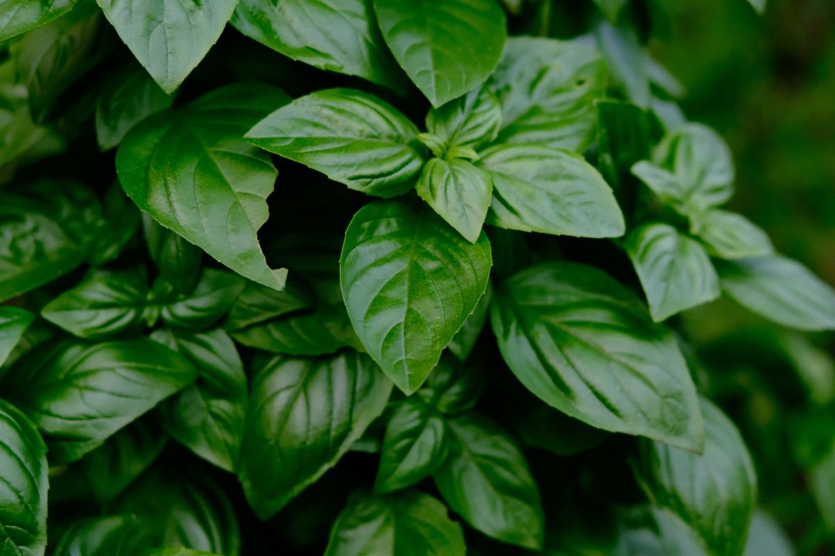 Garden Shares “#1 Basil Tip” She Wishes She Knew Years Ago. - Dengarden