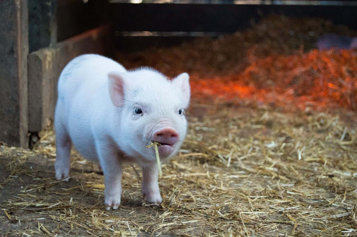 How to Build a Pigpen: Essential Elements of Hog Pens - Dengarden