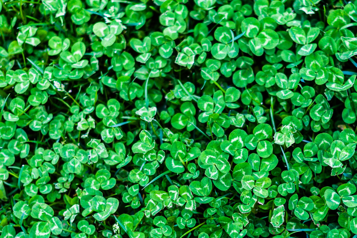 A Guide to Clover Lawns: Pros, Cons, and Tips for Care - Dengarden