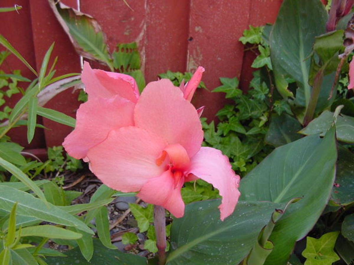 How to Grow Canna Lilies From Seed - Dengarden
