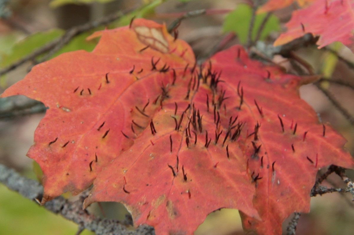 Leaf Galls: Ugly Bumps and Spikes on Tree Leaves - Dengarden