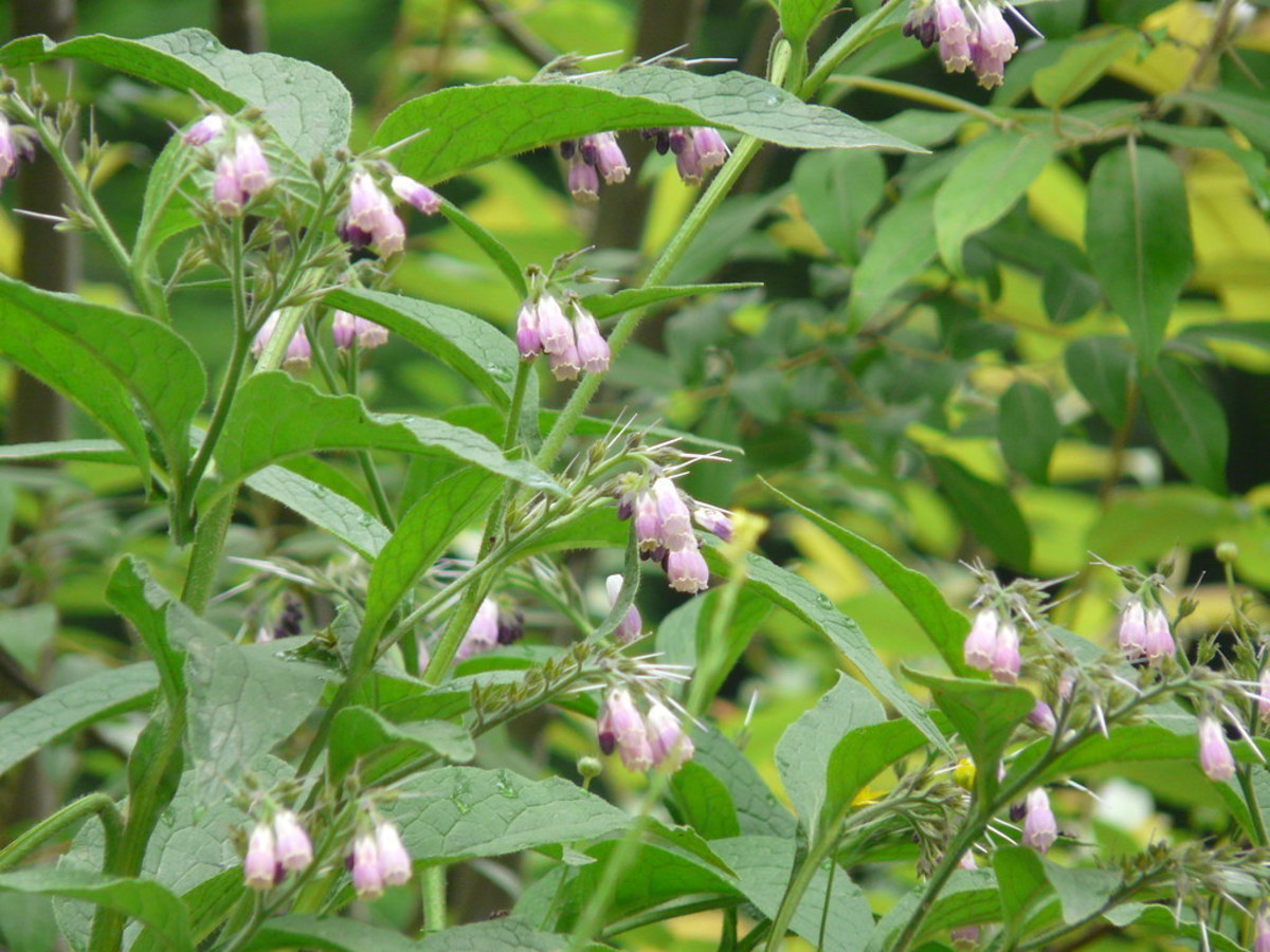 How to Propagate and Grow Comfrey: Easy and Rewarding - Dengarden
