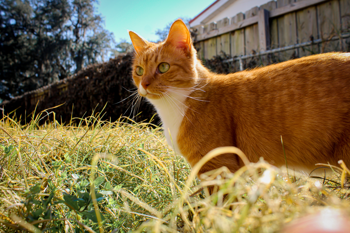 How to Protect Your Garden From Being Destroyed by Cats - Dengarden