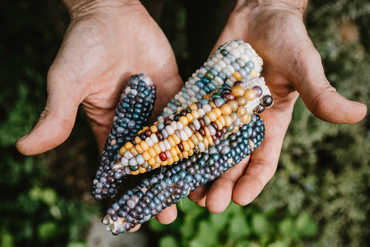 Glass Gem Corn: The Star of the Heirloom Seed Varieties - Dengarden