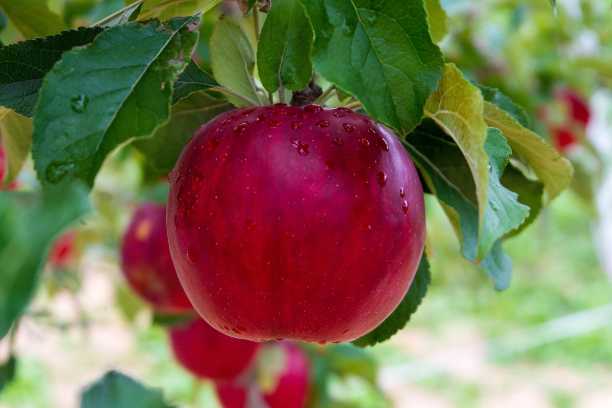 How to Grow a Dwarf Apple Tree - Dengarden