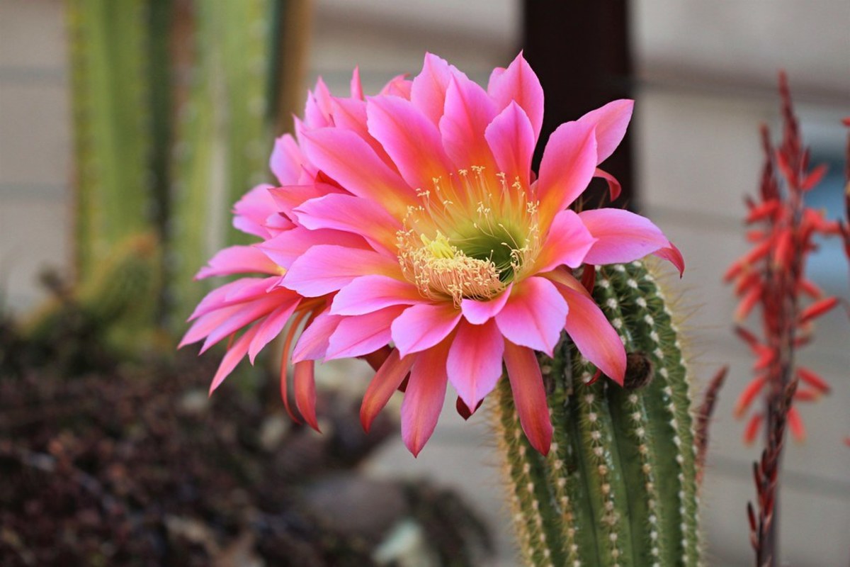 How to Care for an Easter Cactus (the Spring Cactus) - Dengarden