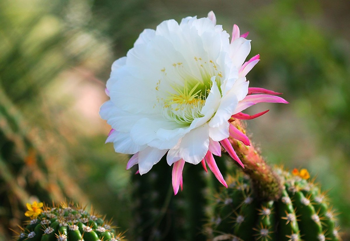 How to Care for an Easter Cactus (the Spring Cactus) - Dengarden