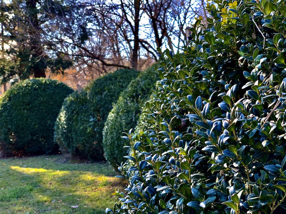 How to Remove a Shrub or Bush From Your Yard - Dengarden