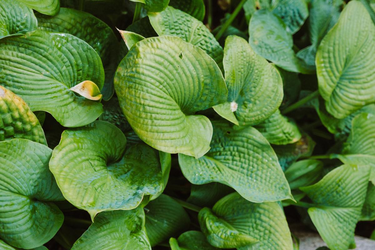 How to Divide Hostas - Dengarden