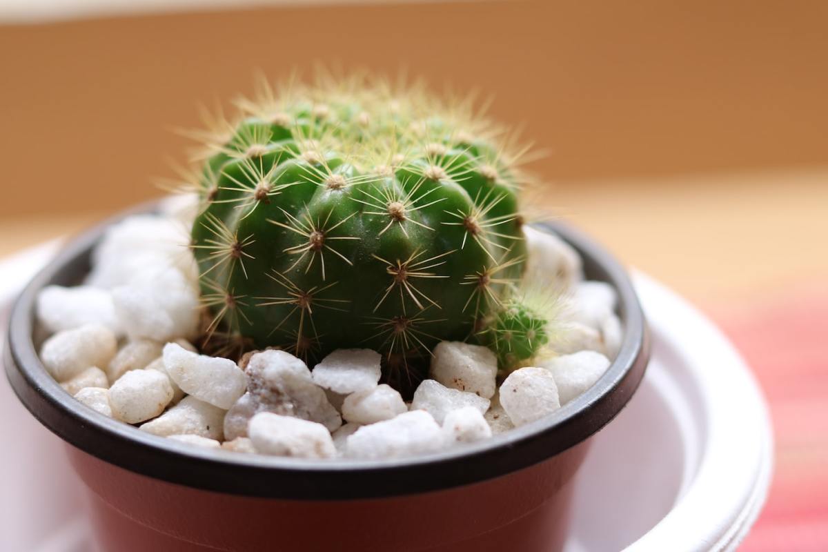 How to Grow Cactus Babies - Dengarden